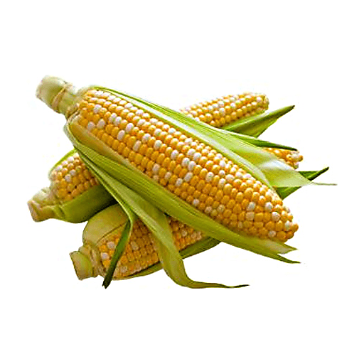 Bi-Color Sweet Corn | Vegetables | DeCA
